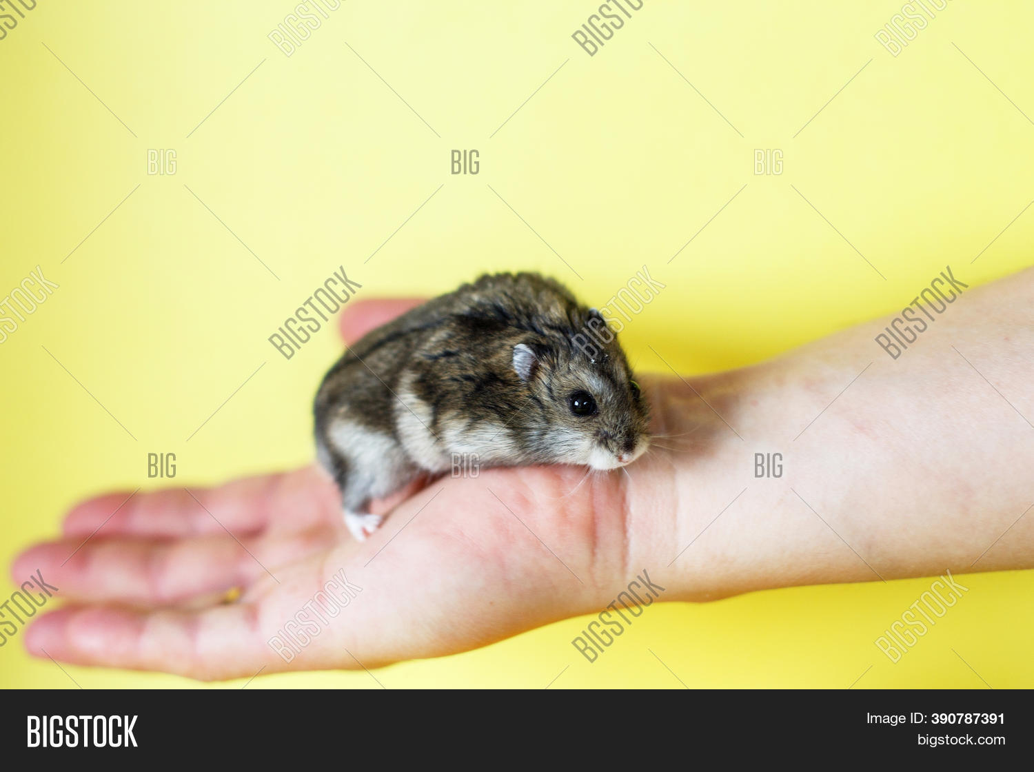 Cute Little Hamster Image & Photo (Free Trial) | Bigstock