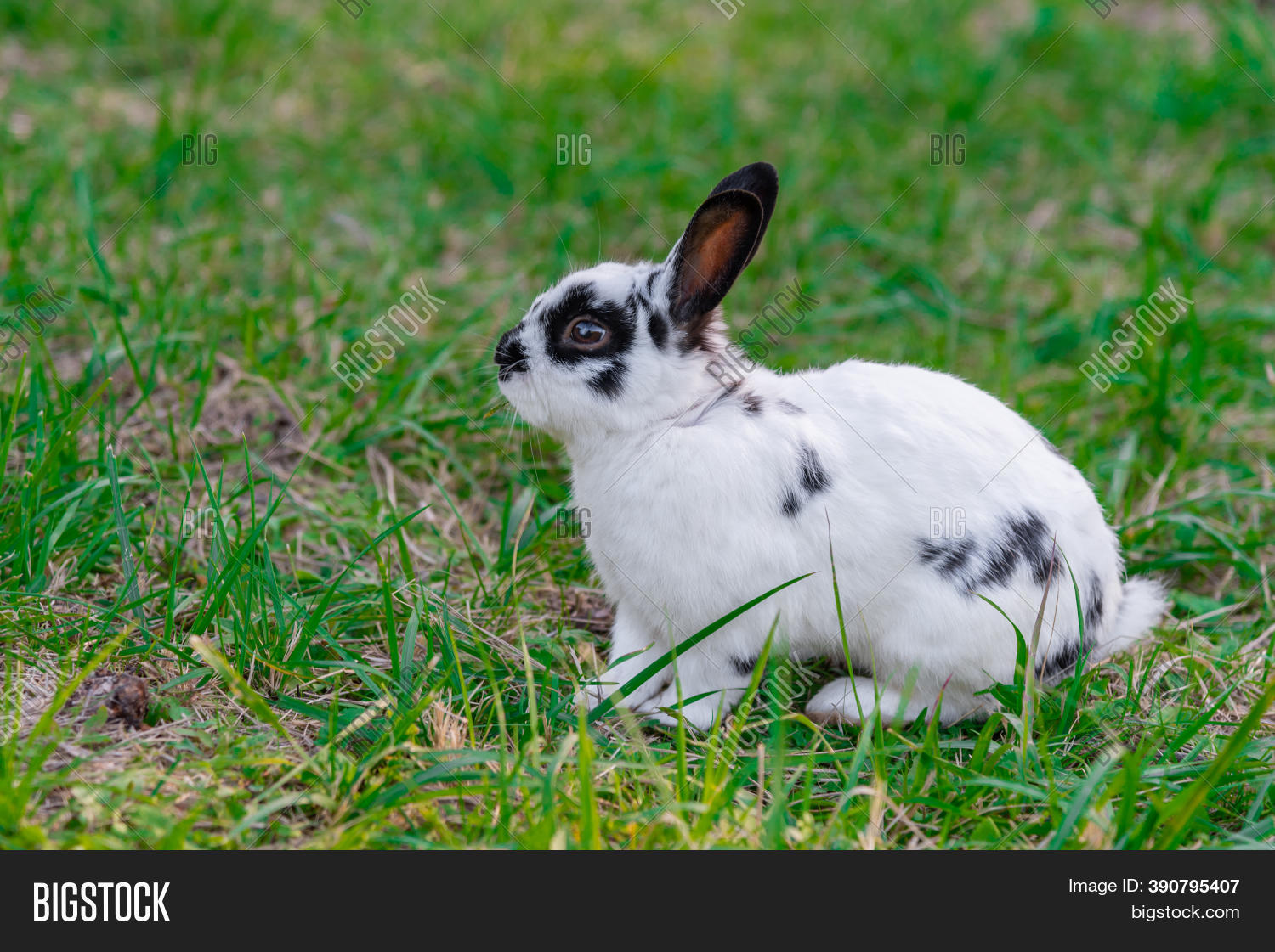 Rabbit Sitting On Image & Photo (Free Trial) | Bigstock