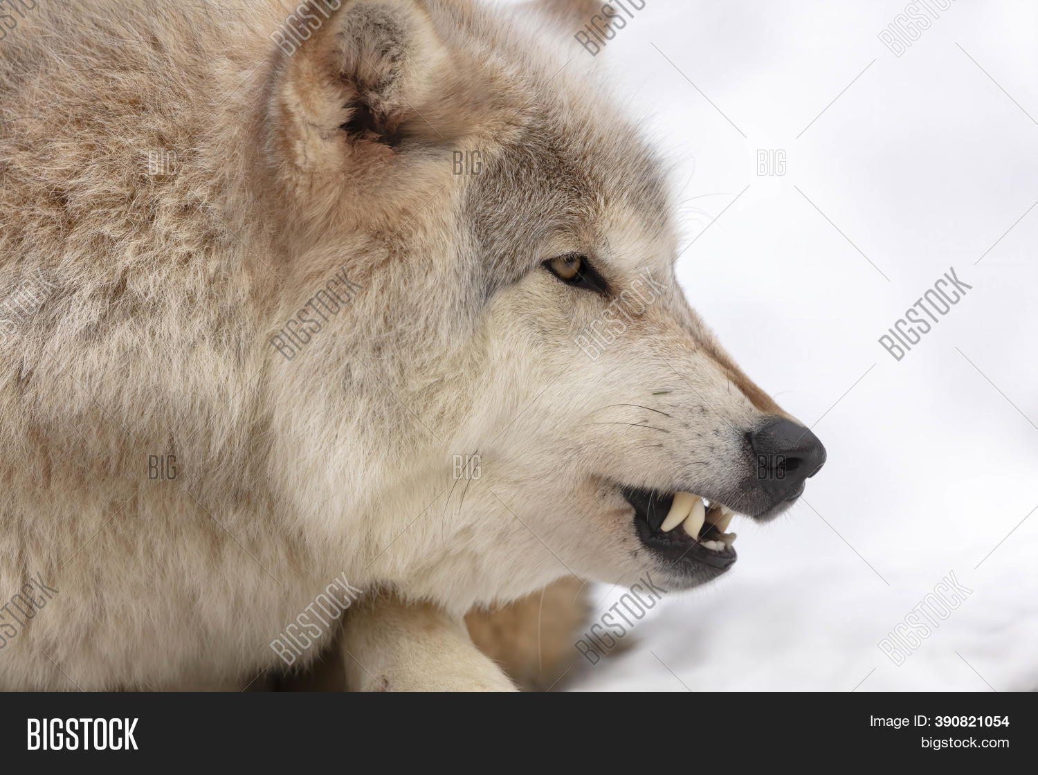 Grey Wolf Known Timber Image & Photo (Free Trial) | Bigstock