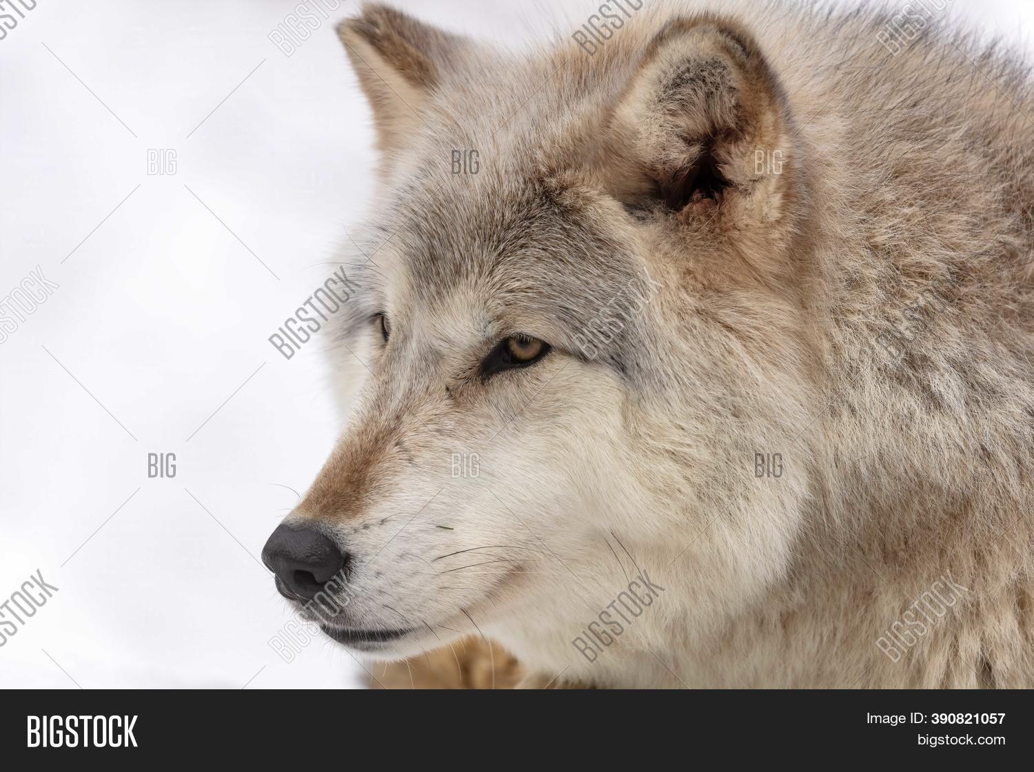 Grey Wolf Known Timber Image & Photo (Free Trial) | Bigstock