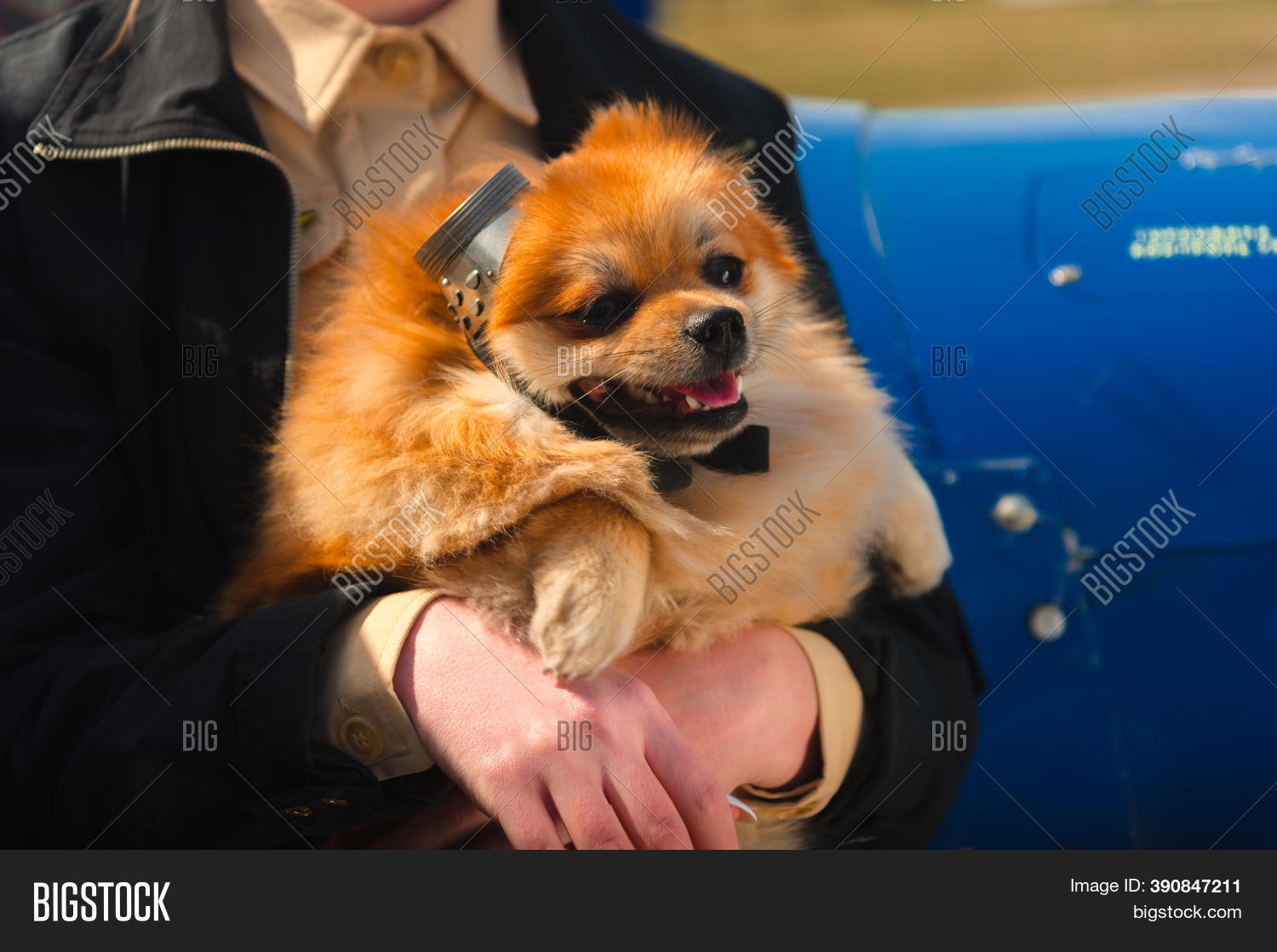 Red-haired Dog Pilot Image & Photo (Free Trial) | Bigstock