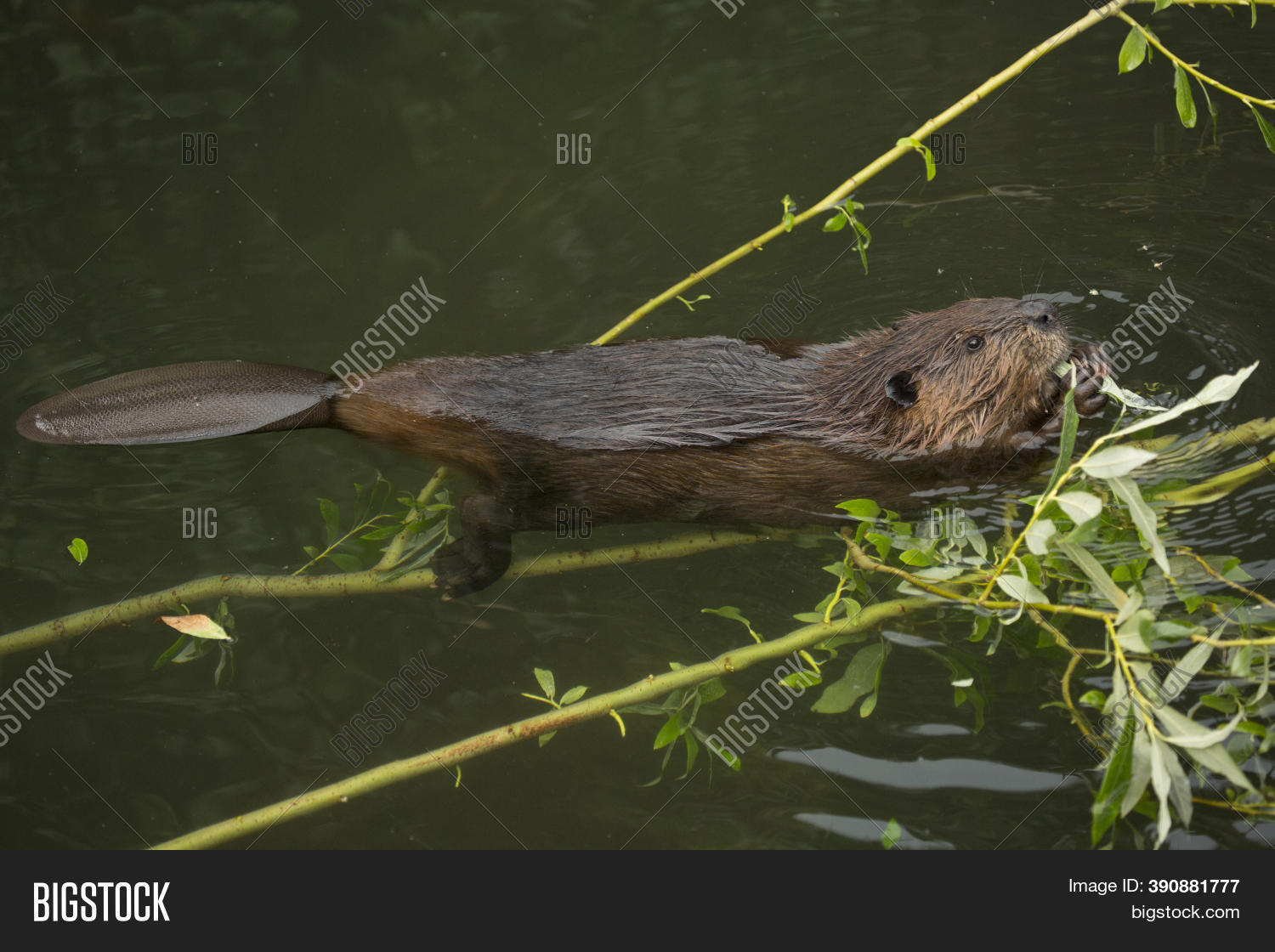 Eurasian Beaver ( Image & Photo (Free Trial) | Bigstock