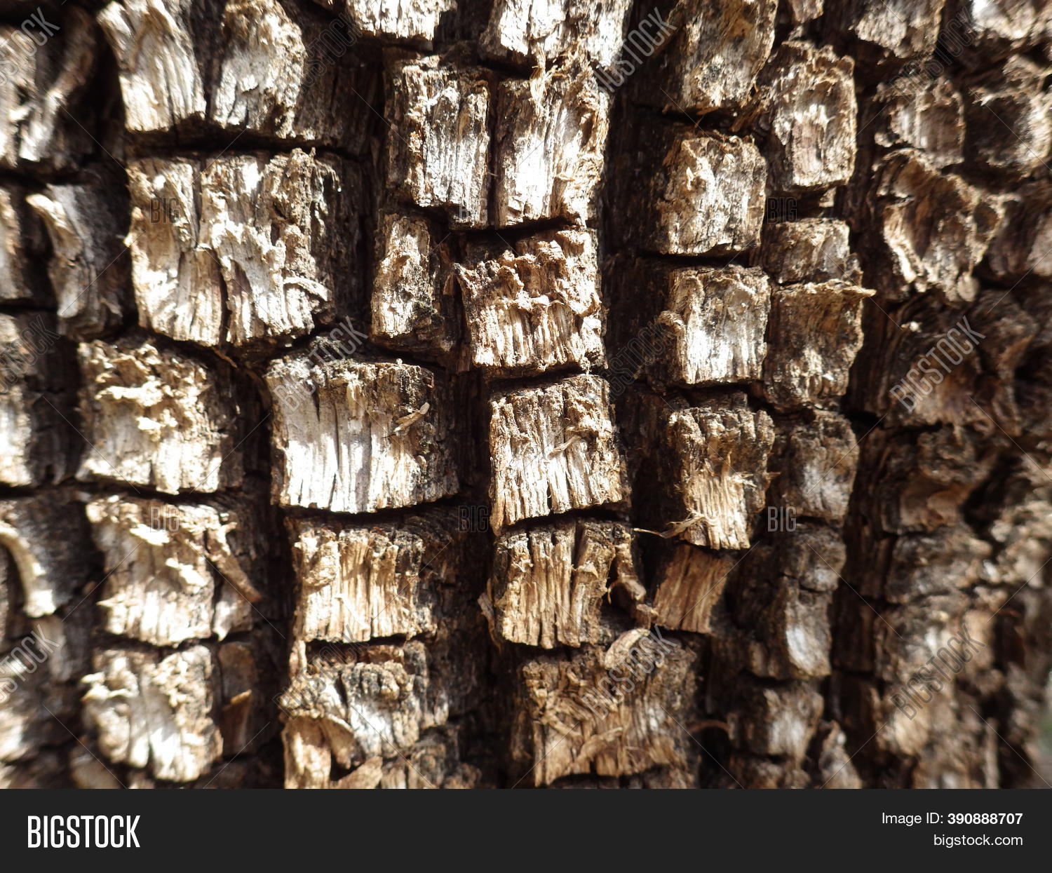 Alligator Juniper Tree Image & Photo (Free Trial) | Bigstock