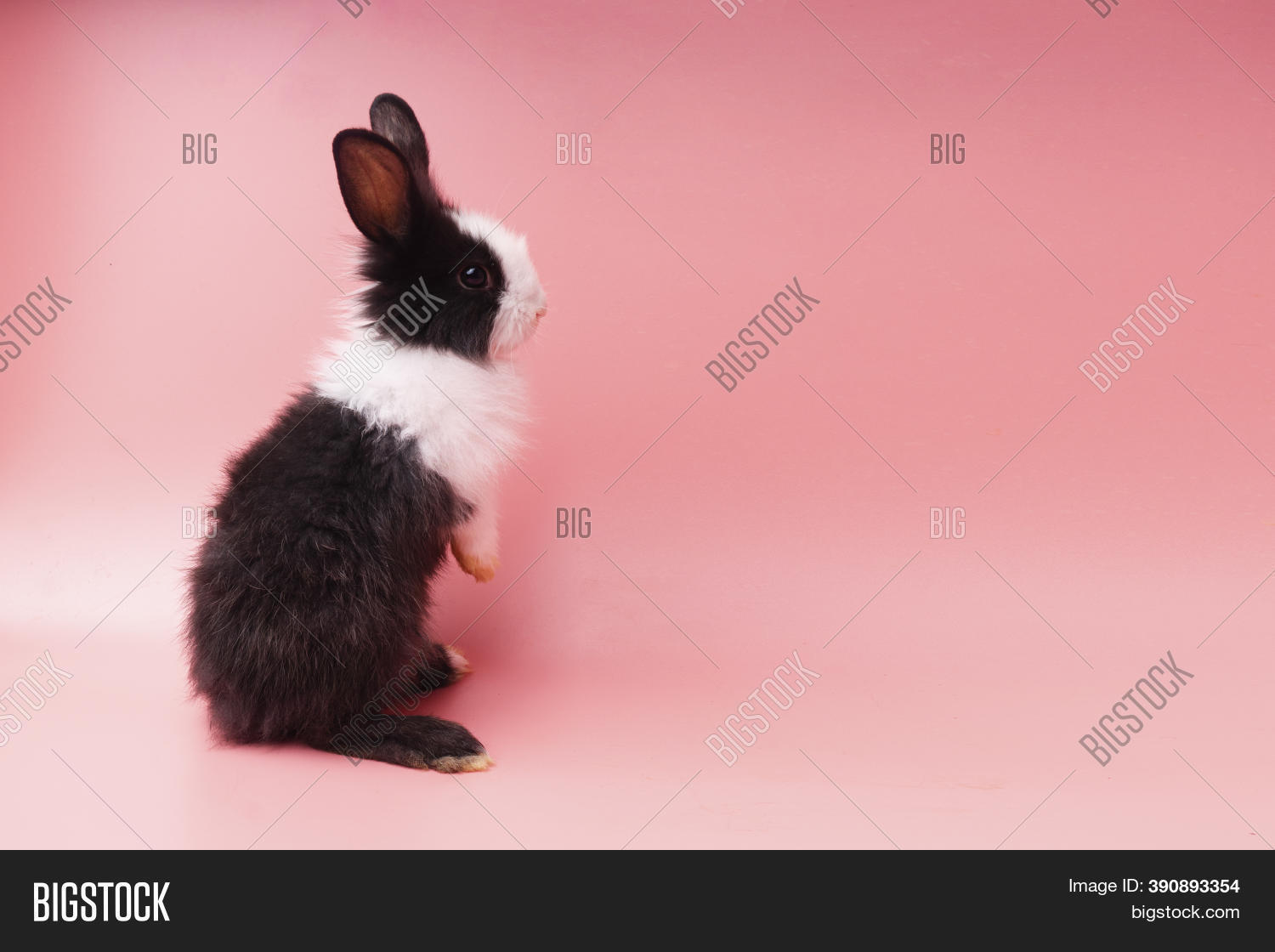 Furry Black White Image & Photo (Free Trial) | Bigstock
