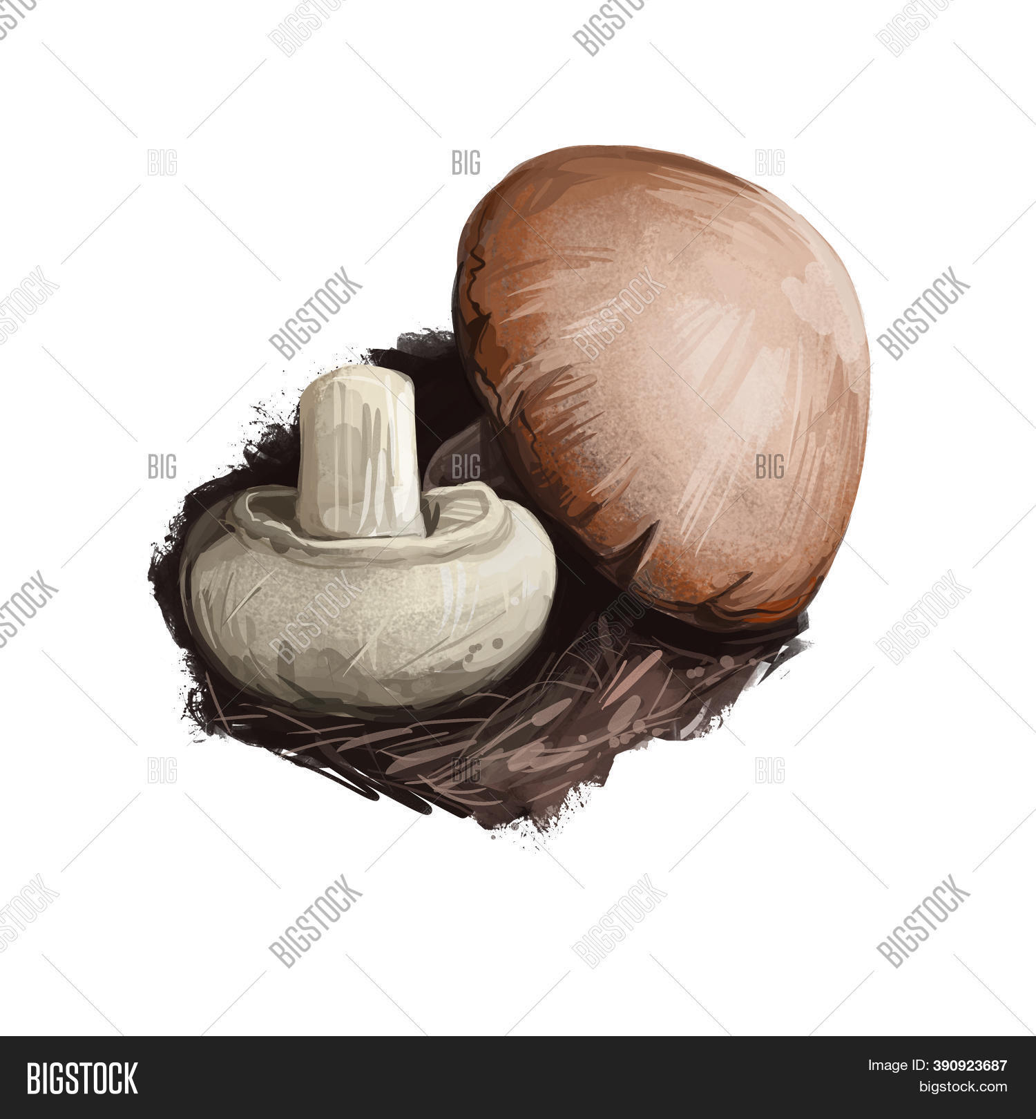 Champignon Agaricus Image & Photo (Free Trial) | Bigstock