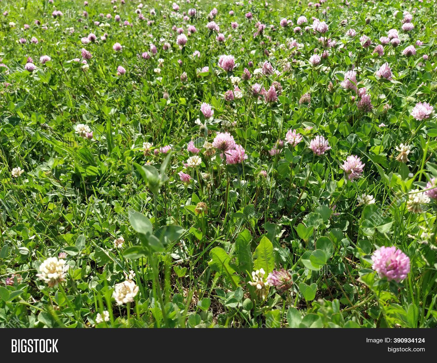 Pink Clover On Field. Image & Photo (Free Trial) | Bigstock
