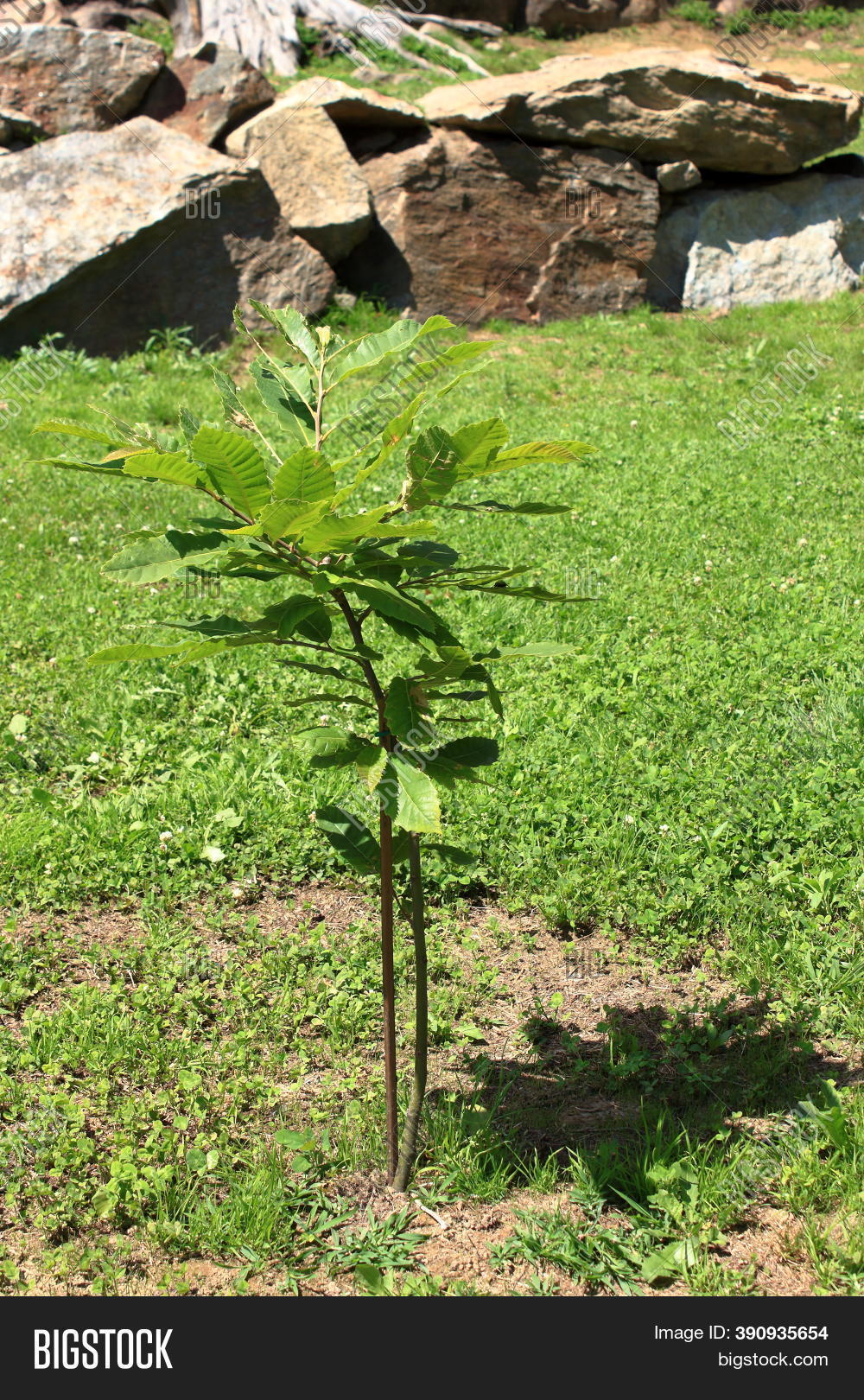 Small Walnut Plant Image & Photo (Free Trial) | Bigstock