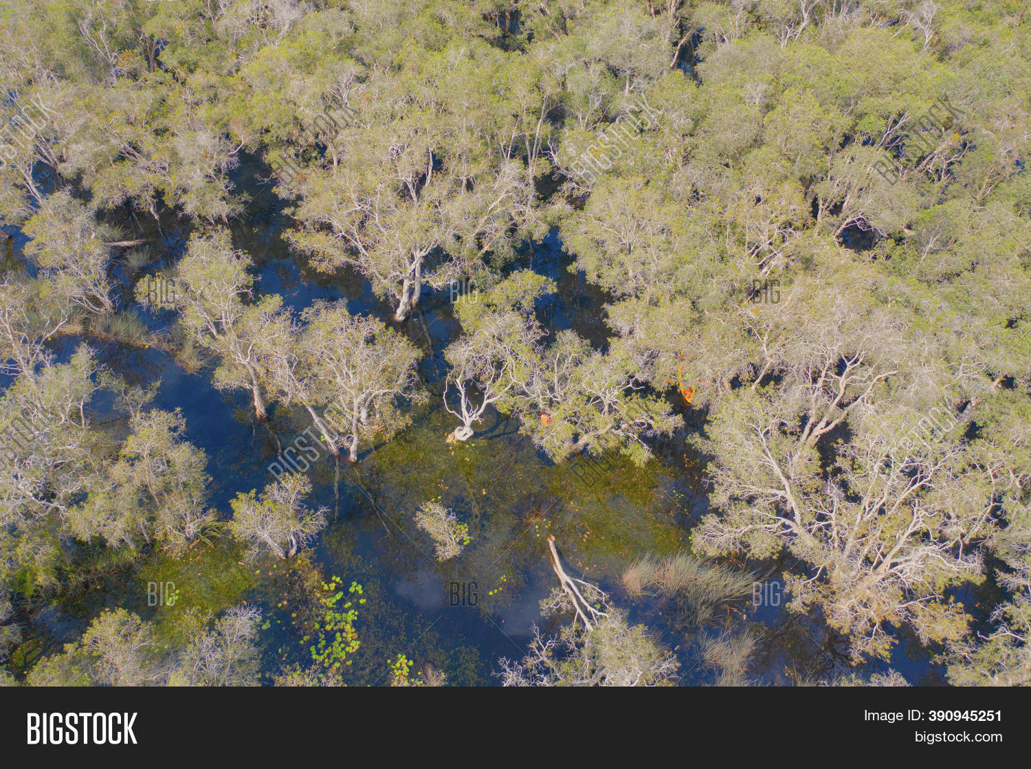 Aerial View Trees Image & Photo (Free Trial) | Bigstock