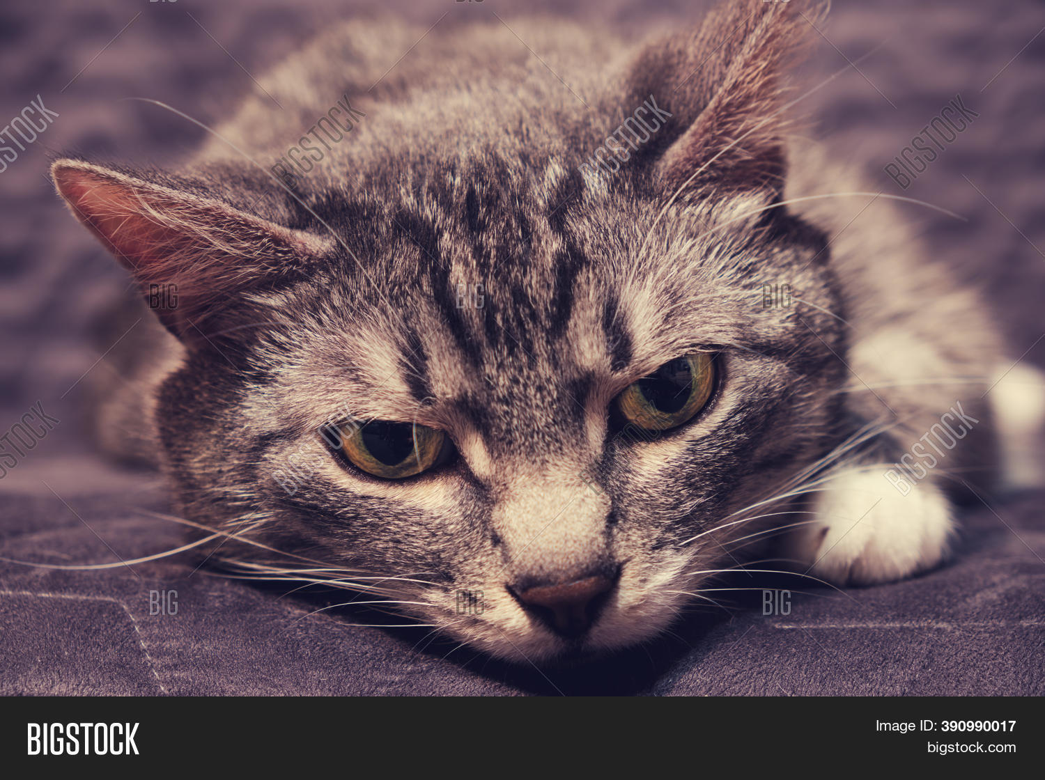 Sad Sick Cat Lying On Image & Photo (Free Trial) | Bigstock