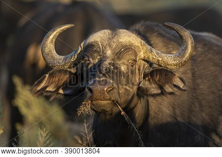 Female Buffalo Chewing Image & Photo (Free Trial) | Bigstock