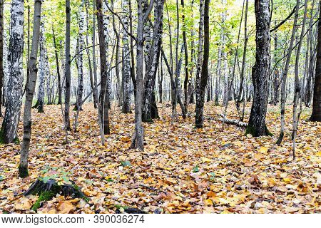 Leaf Litter Tree Image & Photo (Free Trial) | Bigstock