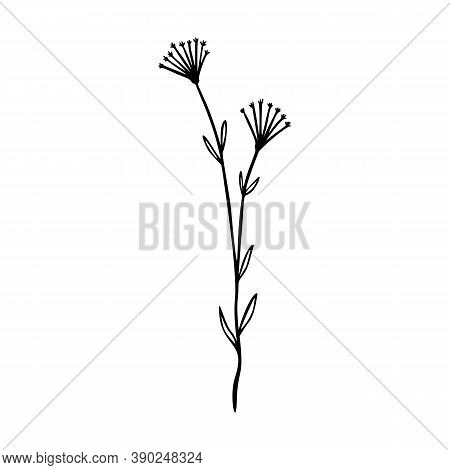 Wildflower Outline Vector & Photo (Free Trial) | Bigstock