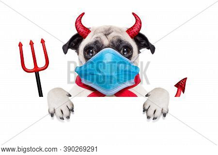 Halloween Devil Pug Image & Photo (Free Trial) | Bigstock