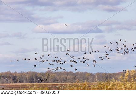 Migration Flock Image & Photo (Free Trial) | Bigstock