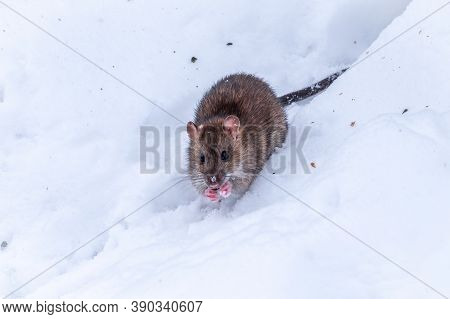 Brown Rat Eating Seeds Image & Photo (Free Trial) | Bigstock