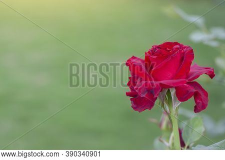 Red Rose Flower Image & Photo (Free Trial) | Bigstock