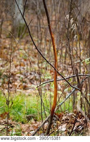 Fresh Deer Rub On Image & Photo (Free Trial) | Bigstock