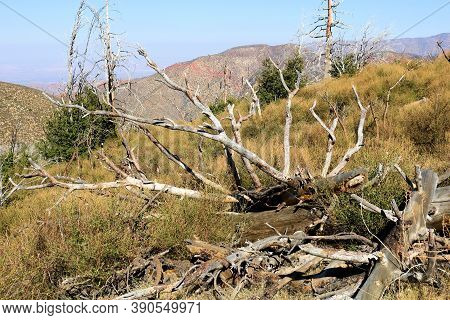 Burnt Pine Trees Image & Photo (Free Trial) | Bigstock