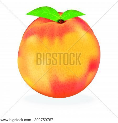 Peach Leaves Isolated Vector & Photo (Free Trial) | Bigstock