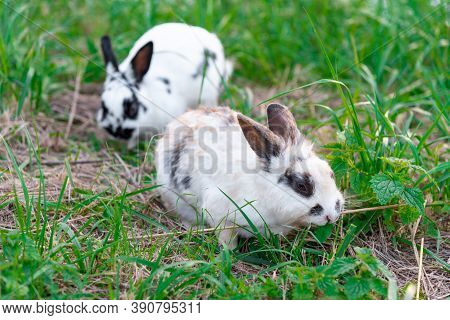 Rabbits Sitting On Image & Photo (Free Trial) | Bigstock