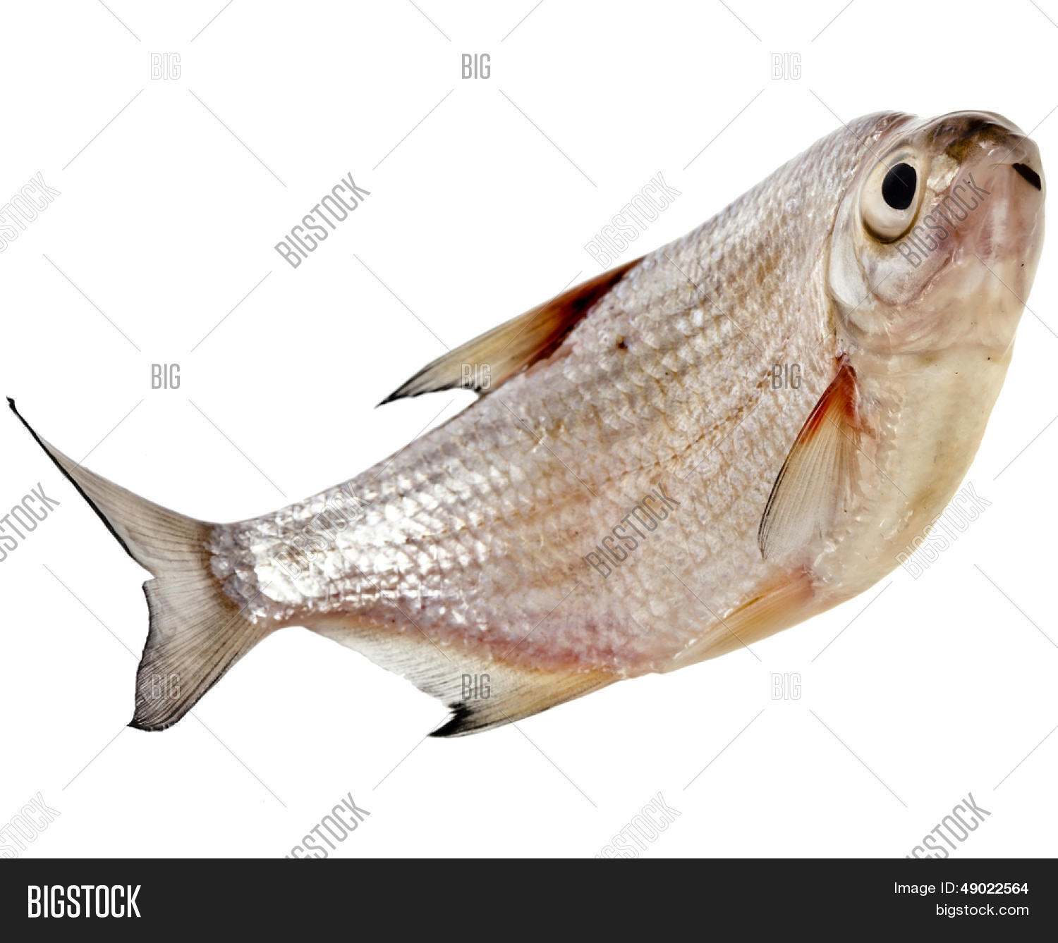 Fresh Bream Fish Image & Photo (Free Trial) | Bigstock