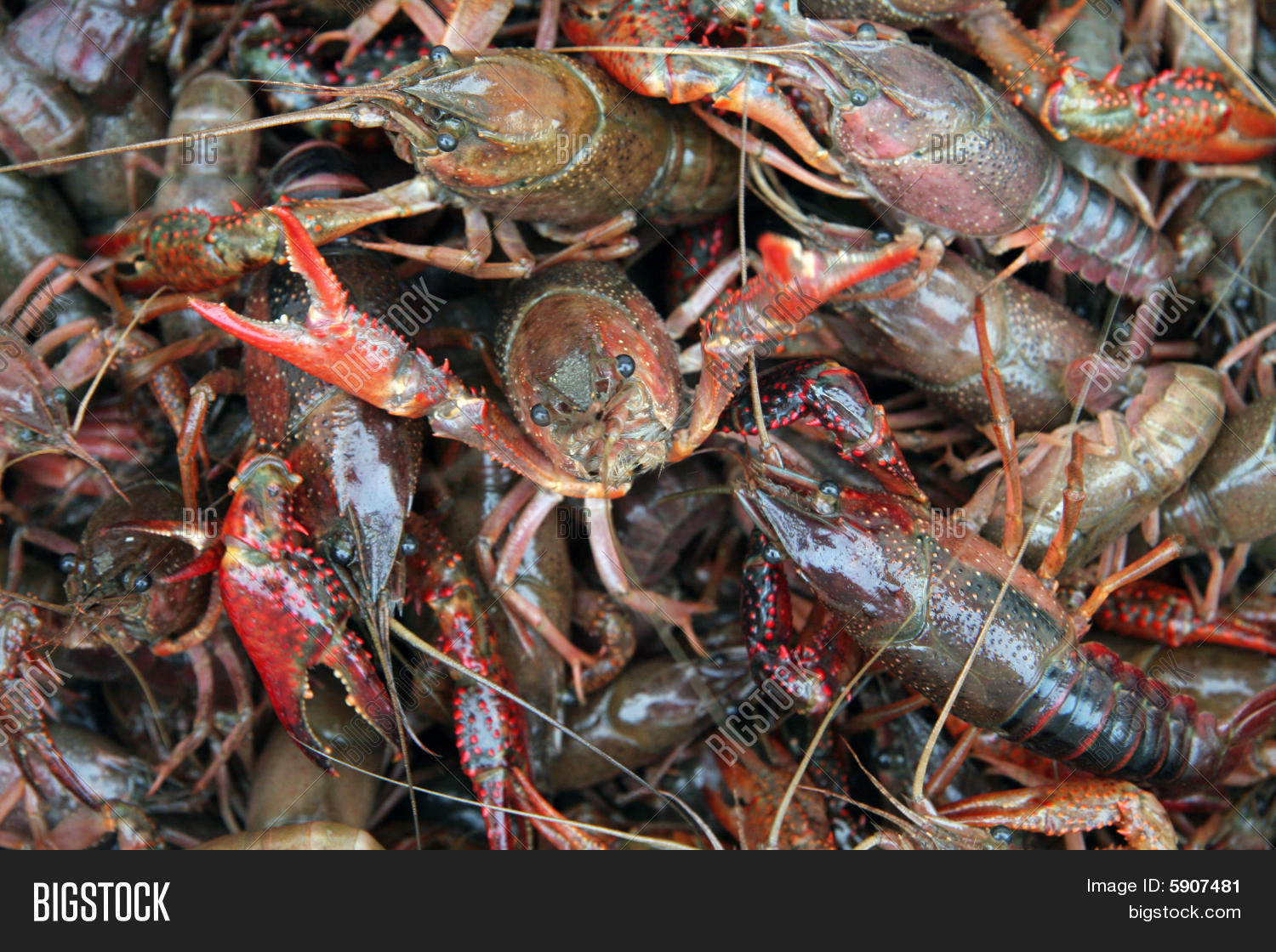 Live Crawfish Image & Photo (Free Trial) | Bigstock