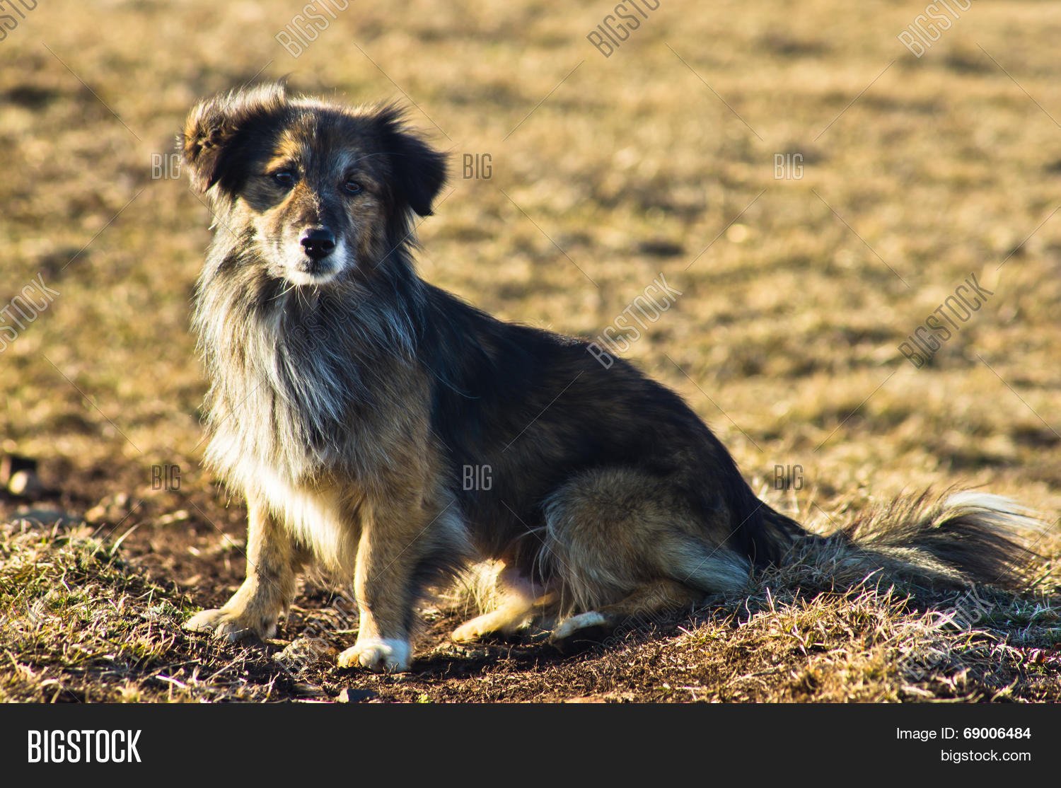 Portrait Pariah Dog Image & Photo (Free Trial) | Bigstock