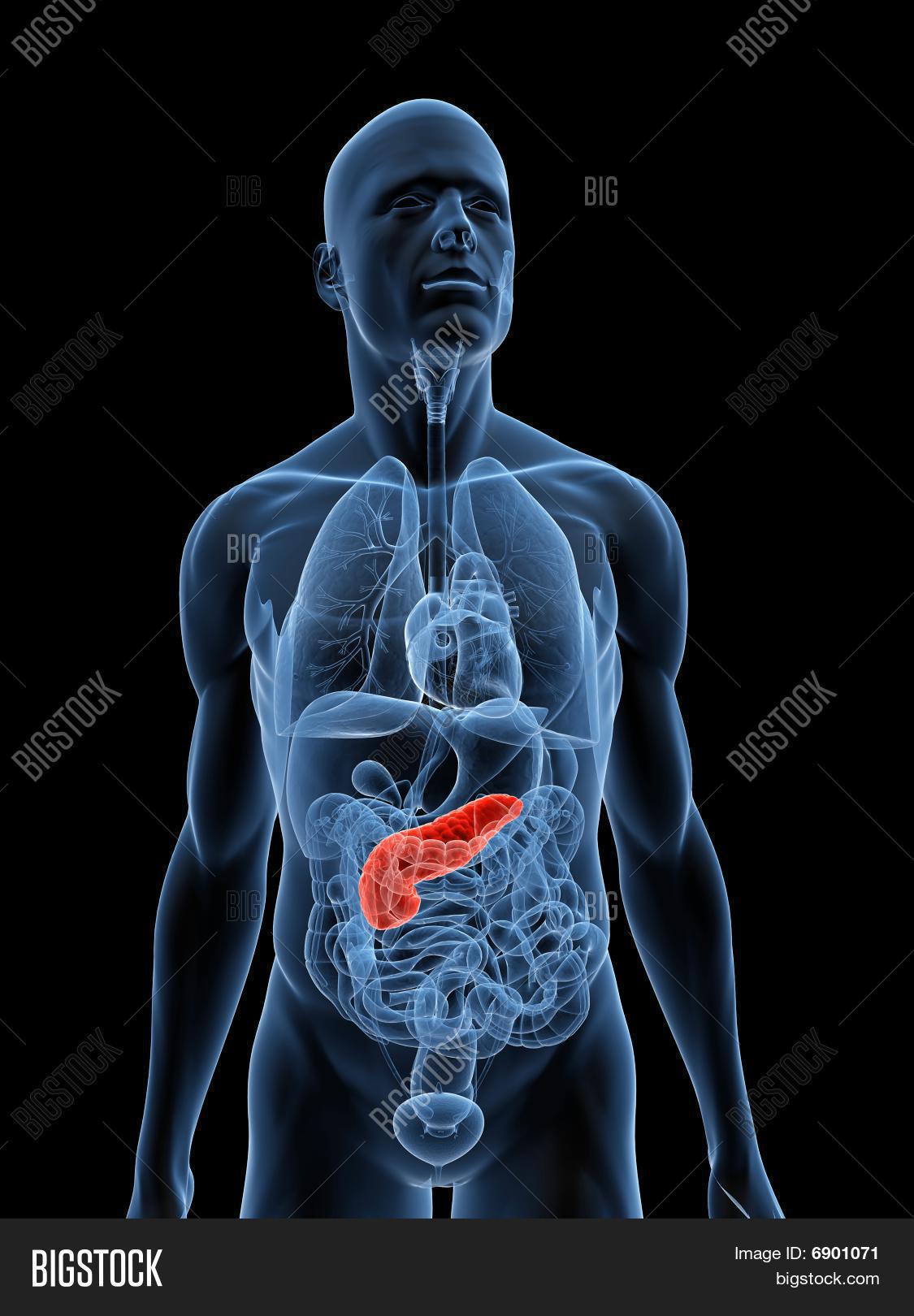 Human Pancreas Image & Photo (Free Trial) | Bigstock