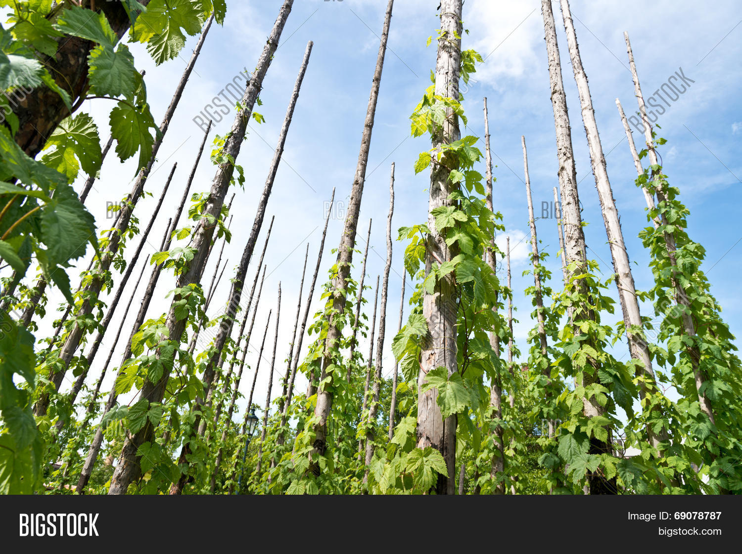 Traditional Hop Garden Image & Photo (Free Trial) | Bigstock