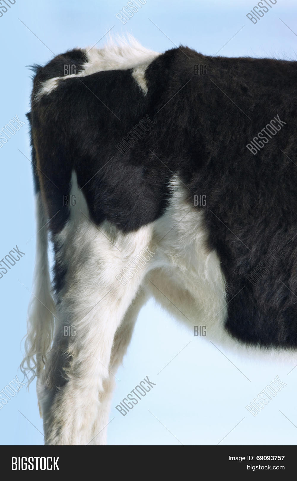 Side View Rear End Cow Image & Photo (Free Trial) | Bigstock