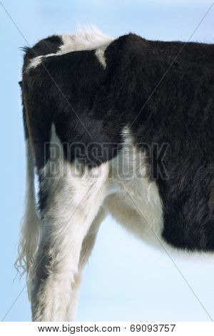 Side View Rear End Cow Image & Photo (Free Trial) | Bigstock