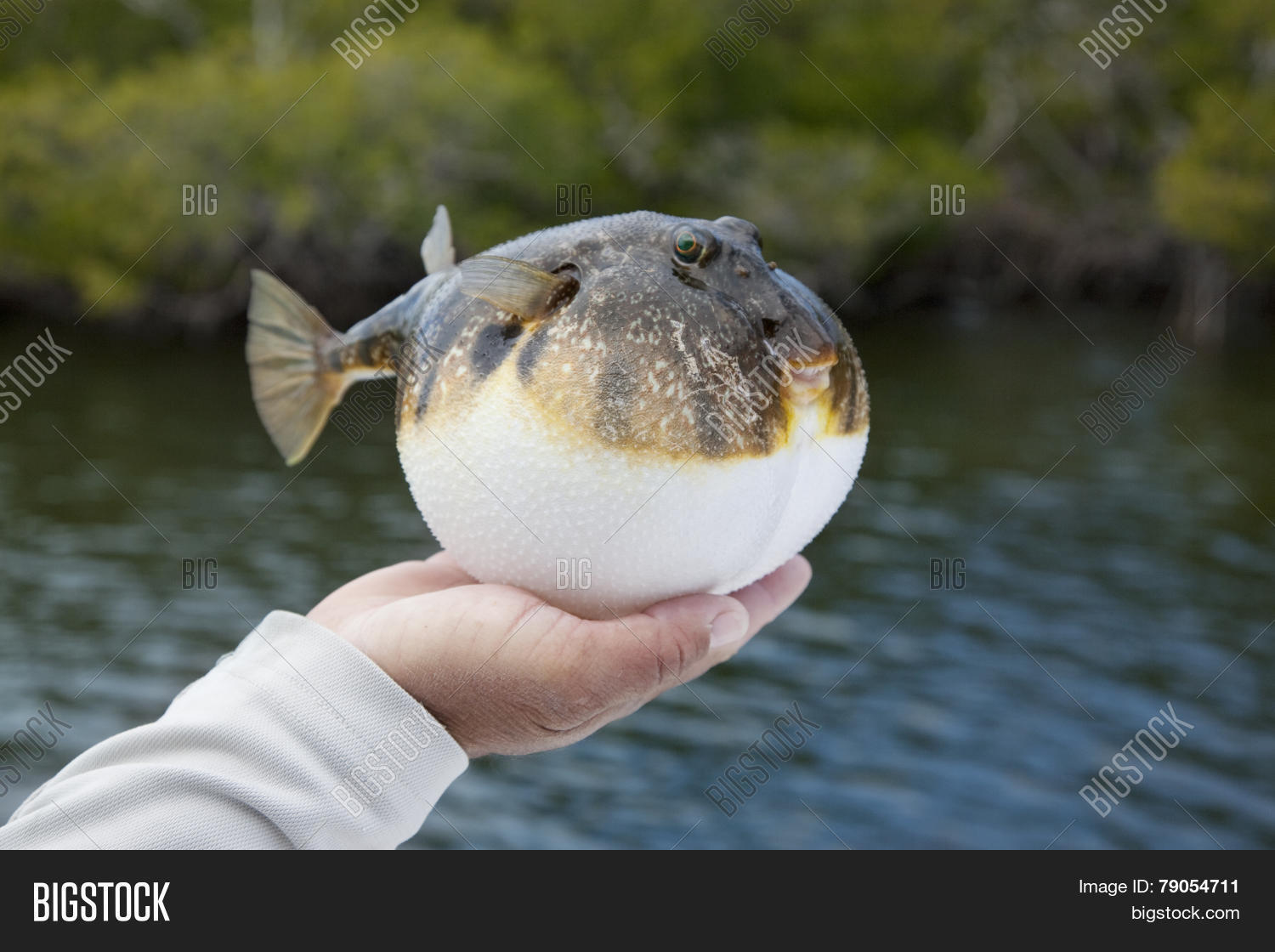 Inflated Smooth Puffer Image & Photo (Free Trial) | Bigstock