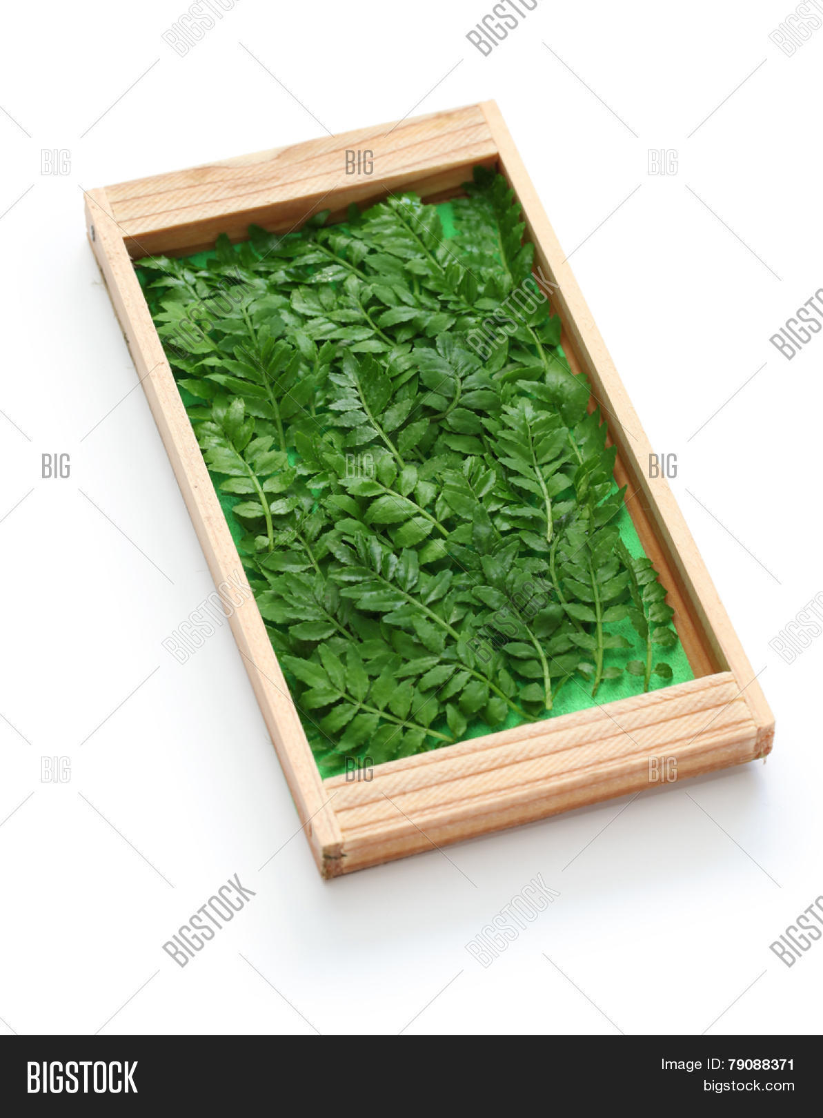 Young Leaves Sansho( Image & Photo (Free Trial) | Bigstock