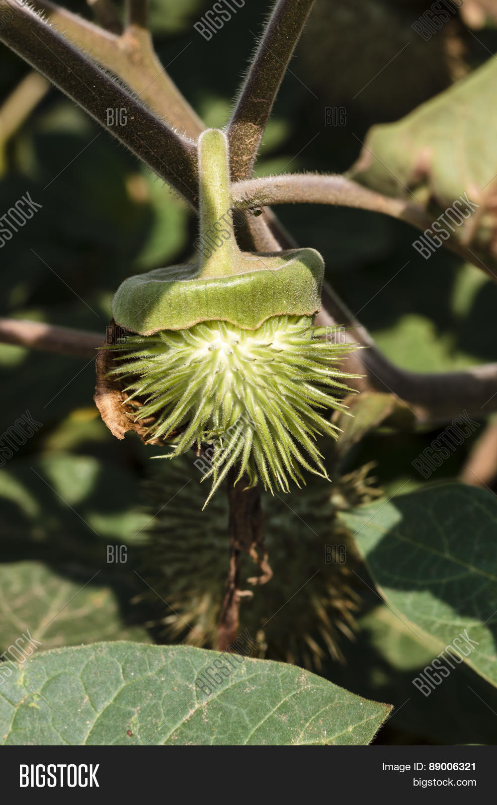 Jimson Weed ~ Thorn Image & Photo (Free Trial) | Bigstock