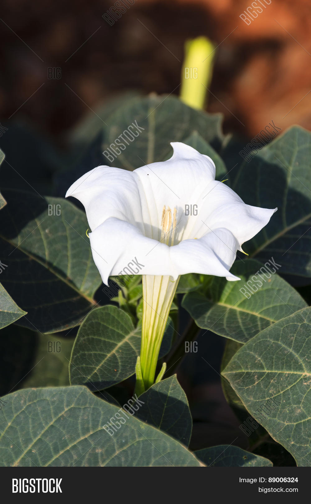 Jimson Weed Flower ~ Image & Photo (Free Trial) | Bigstock