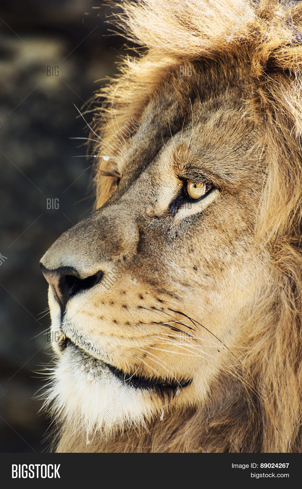Imagen y foto Barbary Lion (prueba gratis) | Bigstock