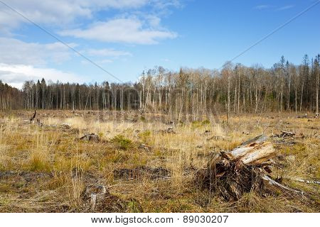 Woods Logging Stump Image & Photo (Free Trial) | Bigstock
