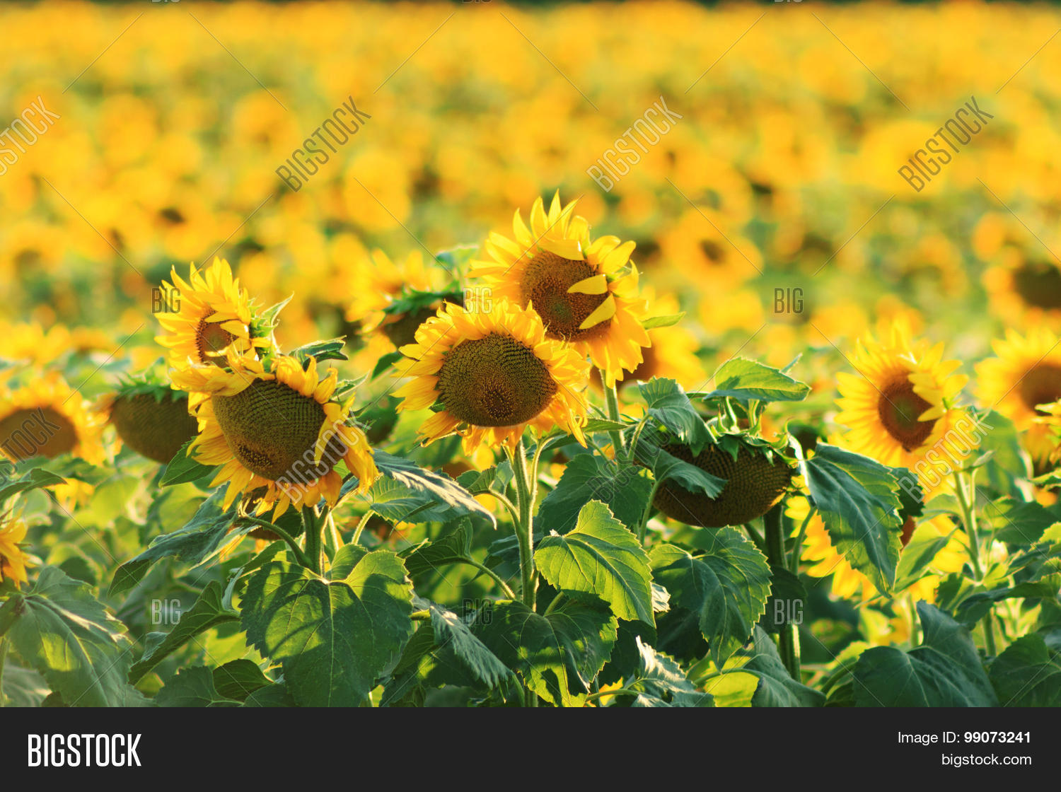 Sunflowers Field Image & Photo (Free Trial) | Bigstock