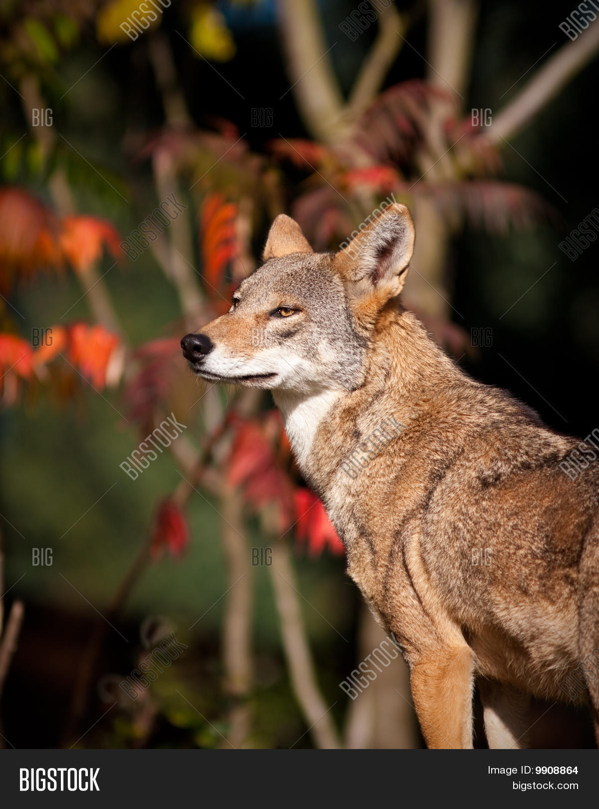 Red Wolf Image & Photo (Free Trial) | Bigstock