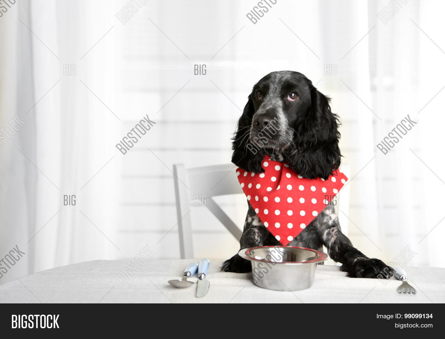 Dog Looking Plate Image & Photo (Free Trial) | Bigstock