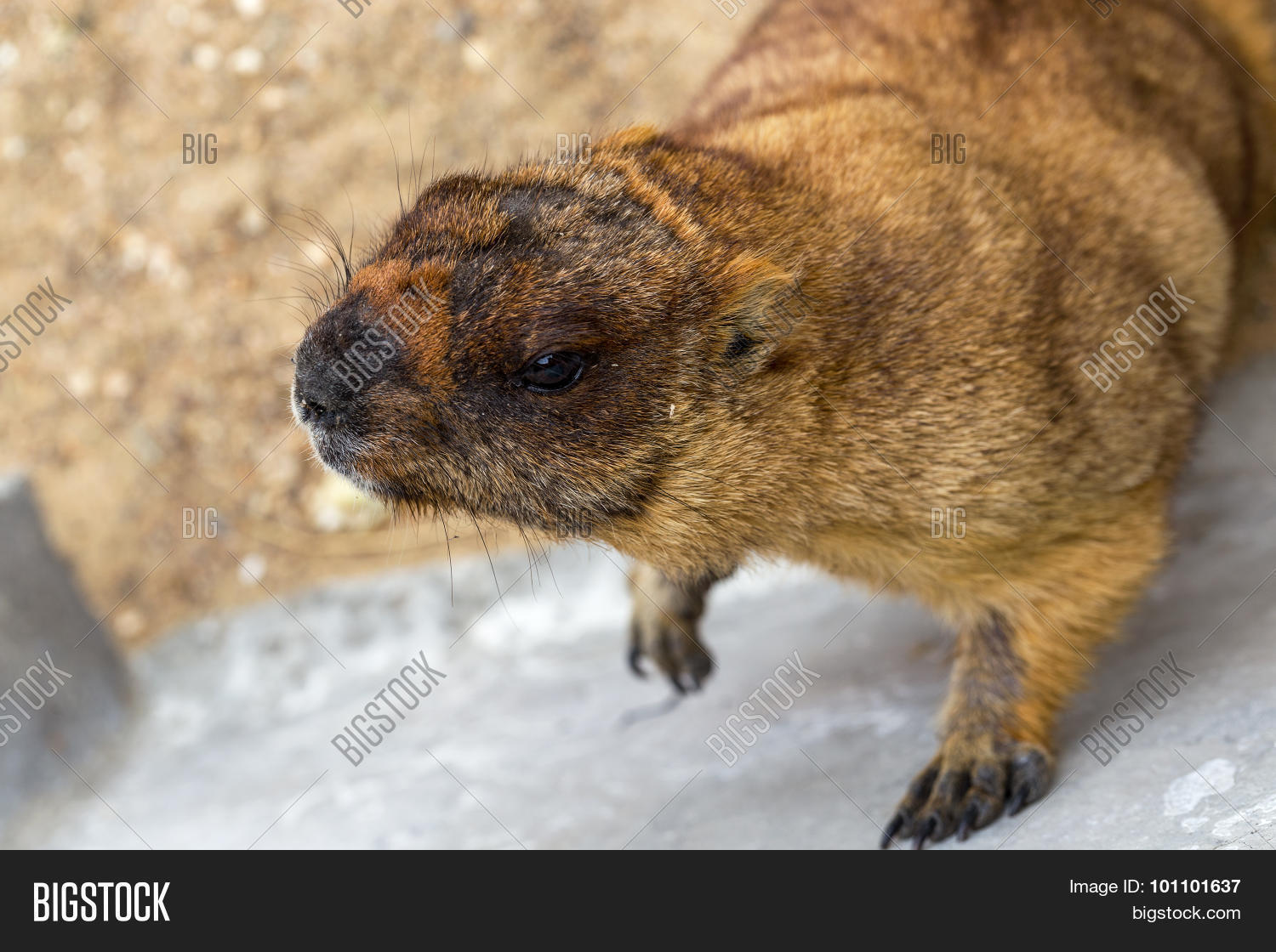 Alpine Marmot (marmota Image & Photo (Free Trial) | Bigstock