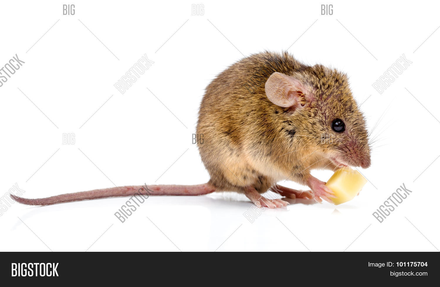 House Mouse (mus Image & Photo (Free Trial) | Bigstock
