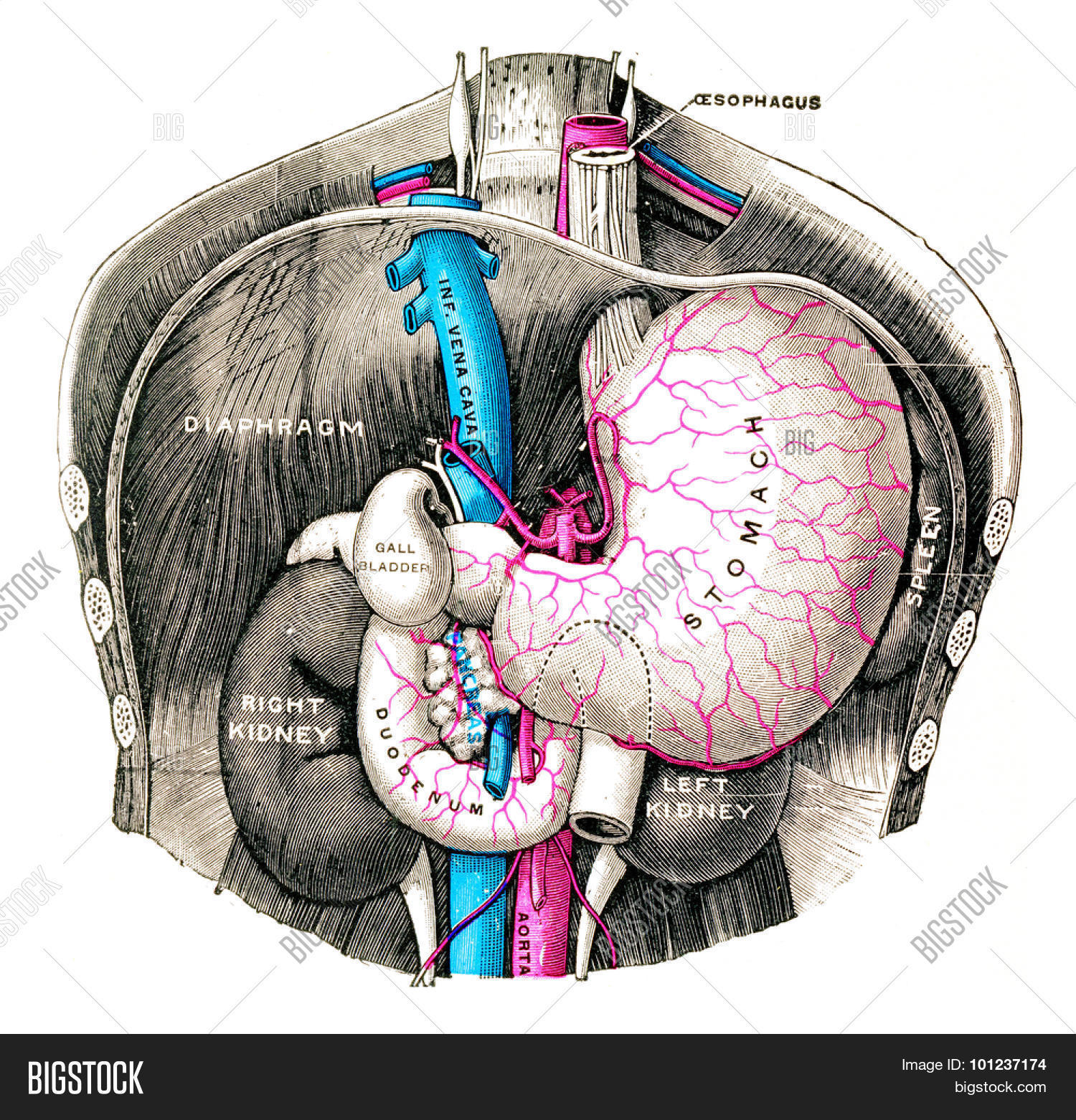Stomach Duodenum, Image & Photo (Free Trial) | Bigstock