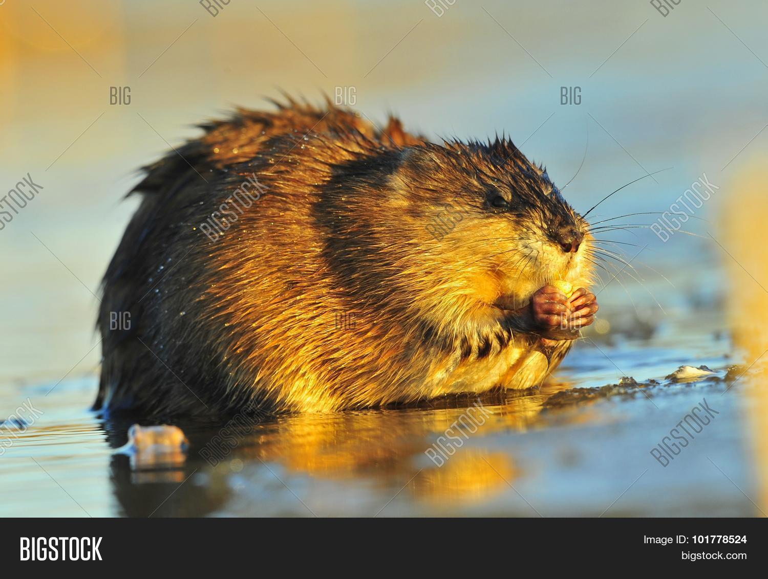 Eating Muskrat Image & Photo (Free Trial) | Bigstock