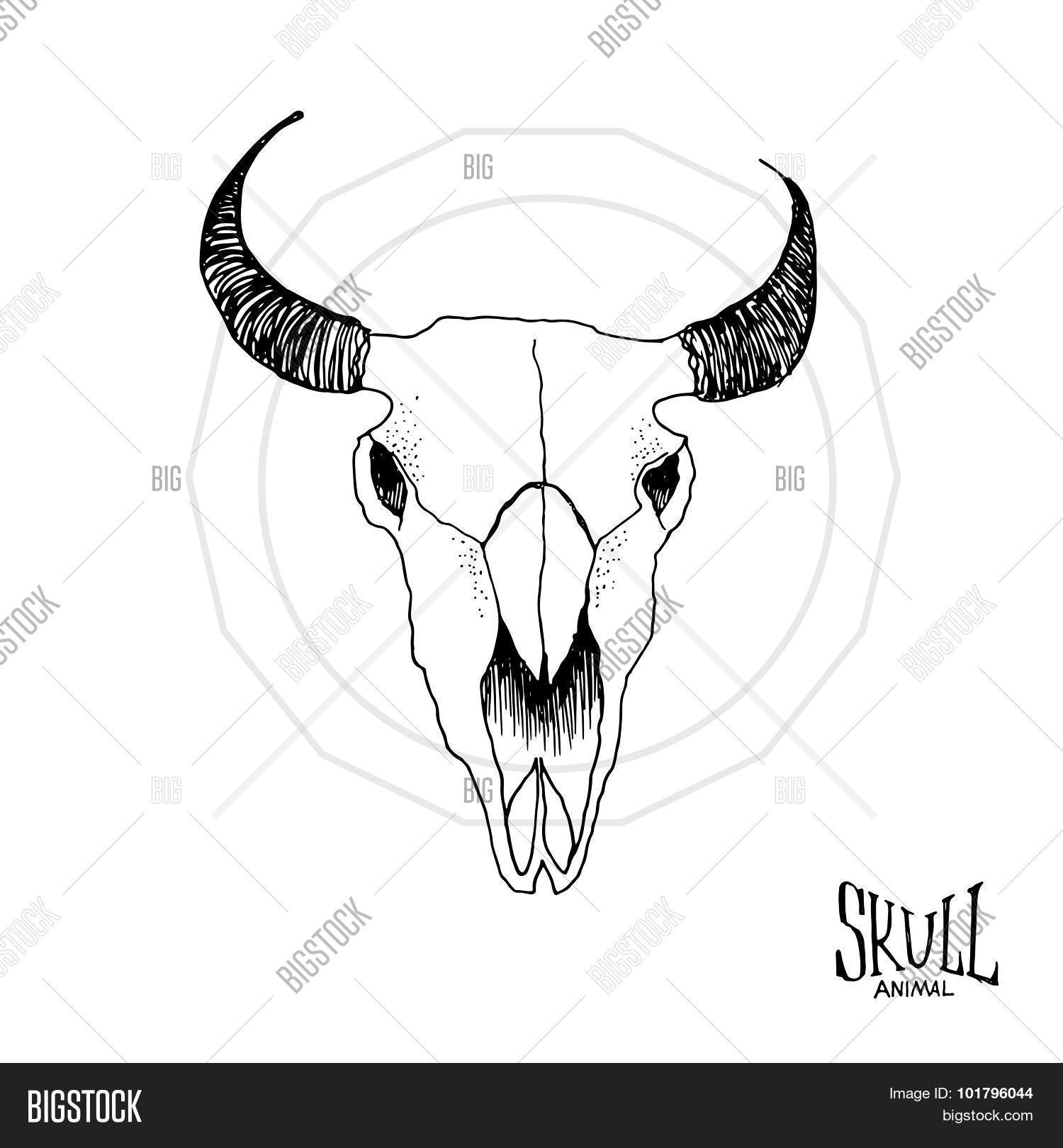 Vector Animal Skull Vector & Photo (Free Trial) | Bigstock