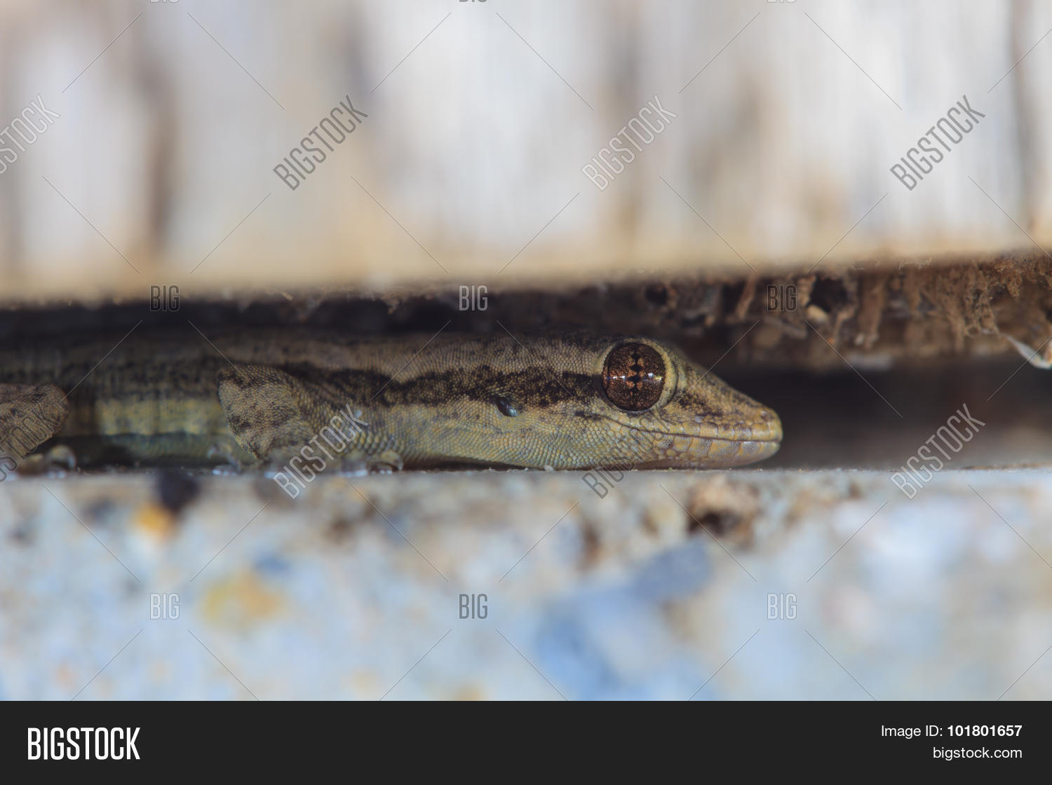 House Small Lizard Image & Photo (Free Trial) | Bigstock