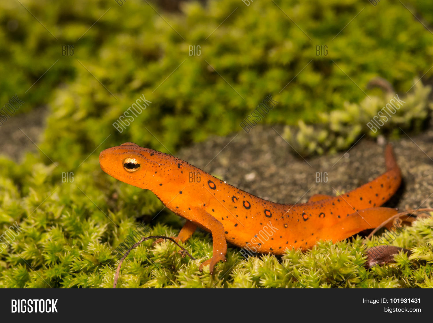 Red Eft Image & Photo (Free Trial) | Bigstock