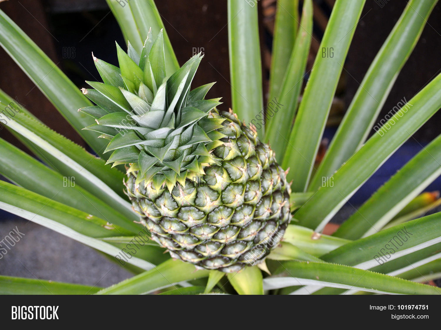 Pineapple Tree Ananas Image & Photo (Free Trial) | Bigstock
