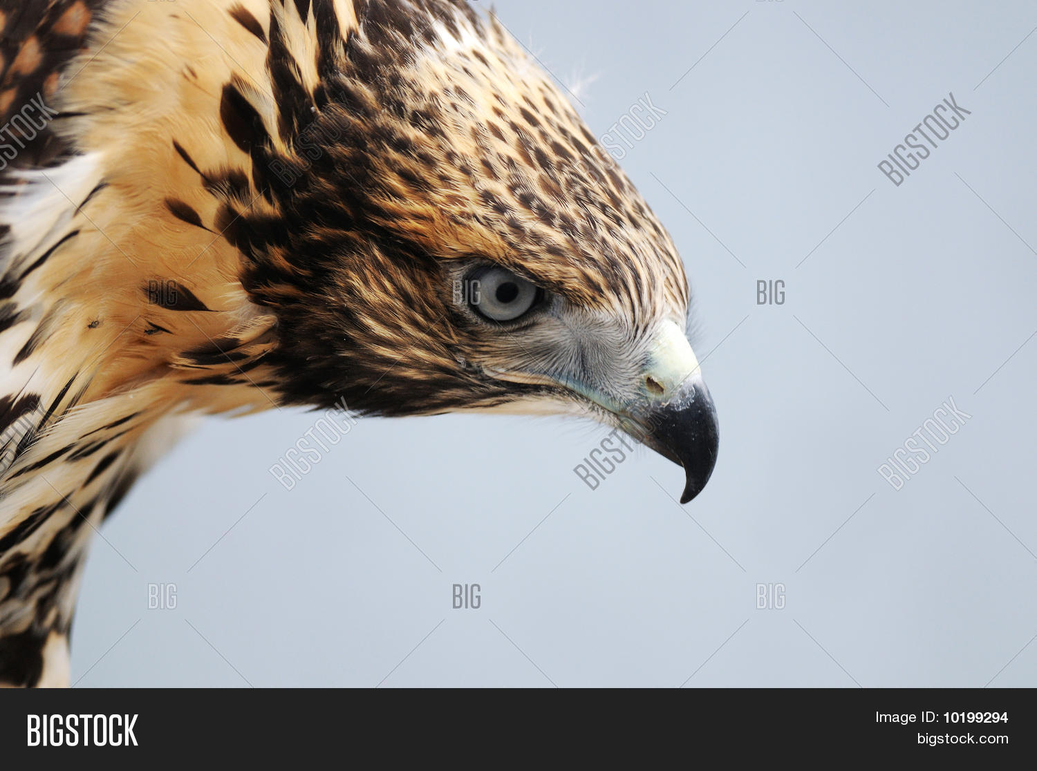 Young Red Tailed Hawk Head Only Image & Photo | Bigstock