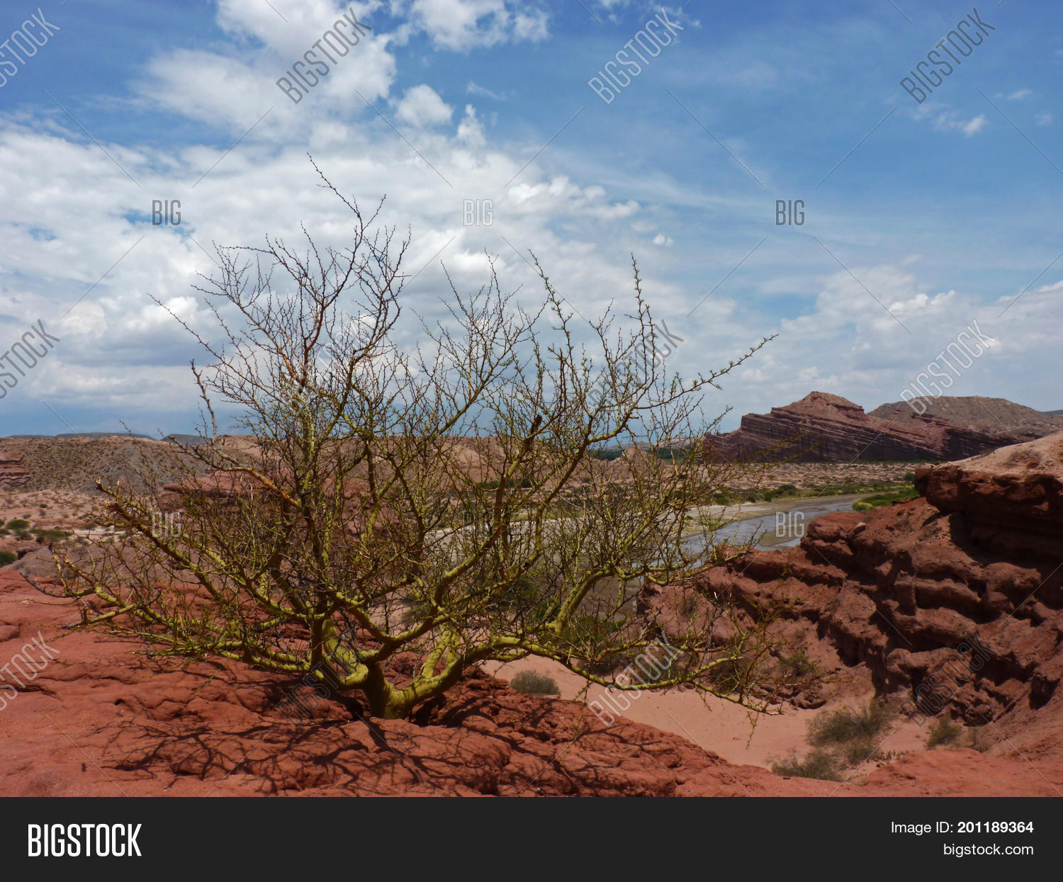 Parkinsonia Praecox ( Image & Photo (Free Trial) | Bigstock